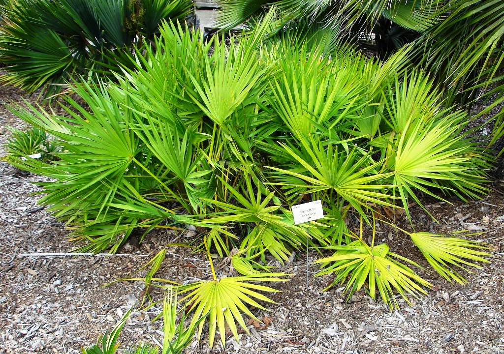 Tarım Siteniz: ŞİFALI BİTKİLER FİHRİSTİ