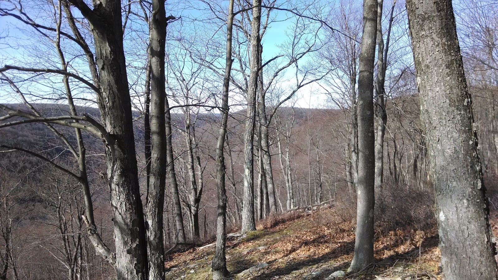 Central Pennsylvania Forestry: PA Tree Farmer Profiled in Conservation