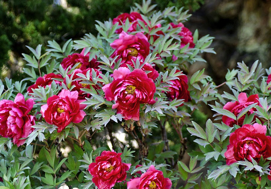 FROM THE GARDEN OF ZEN: Spring Botan (peony) flowers in Kencho-ji