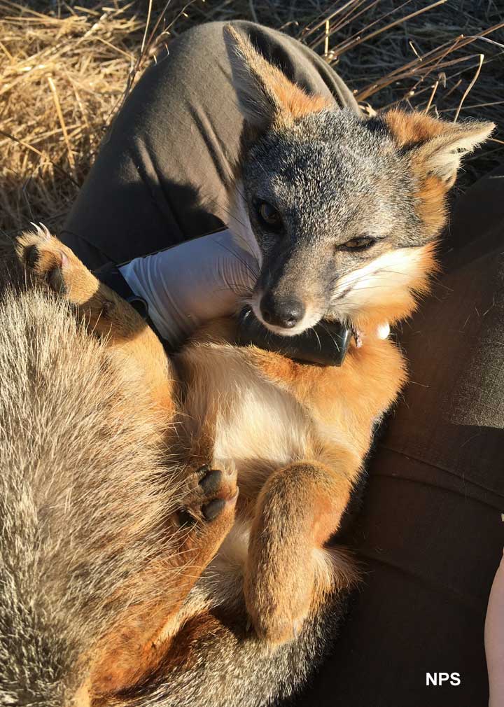 Friends of the Island Fox