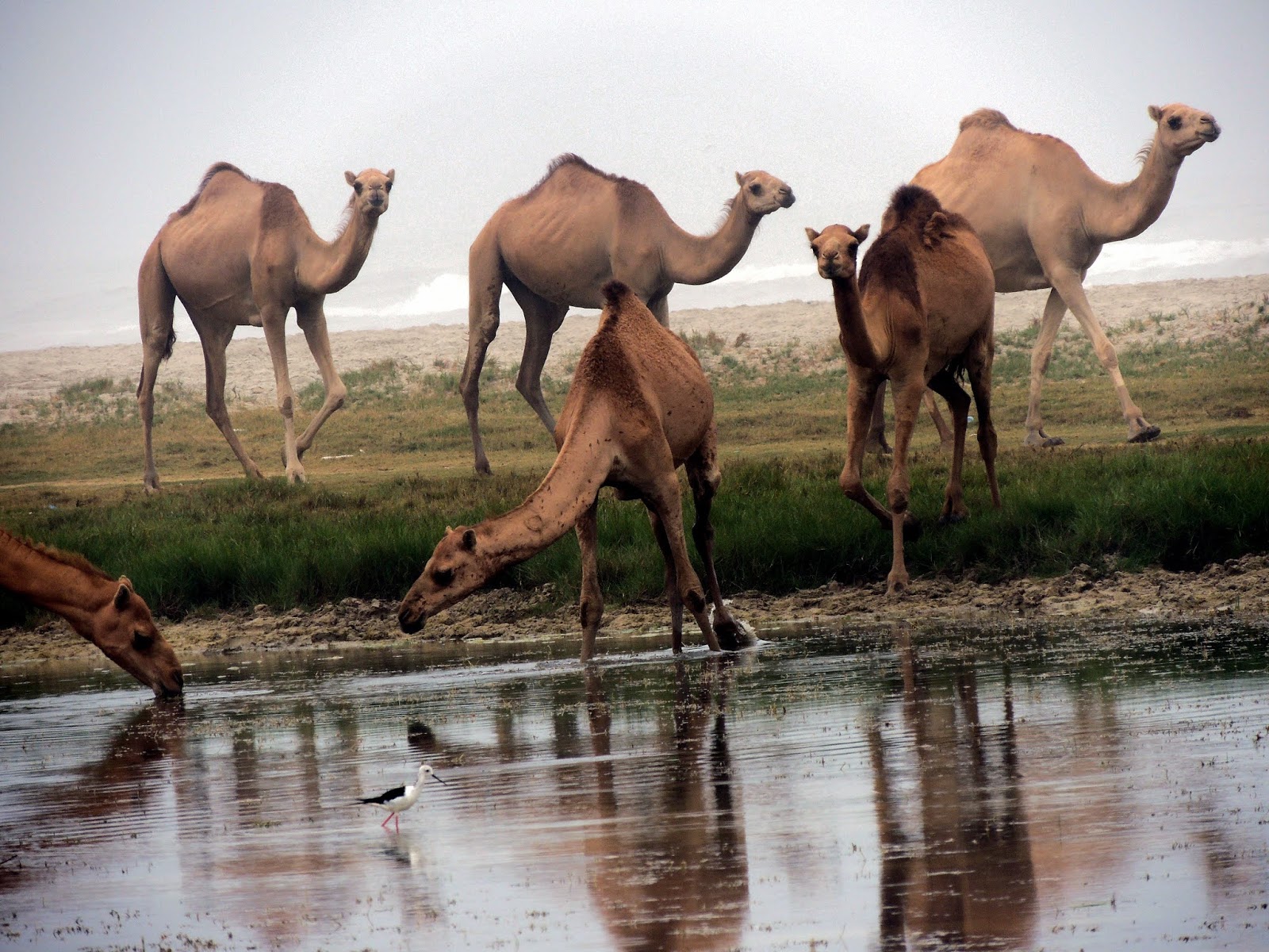 Salalah - Dhofar region in Sultanate of Oman: Animals & Birds of Salalah