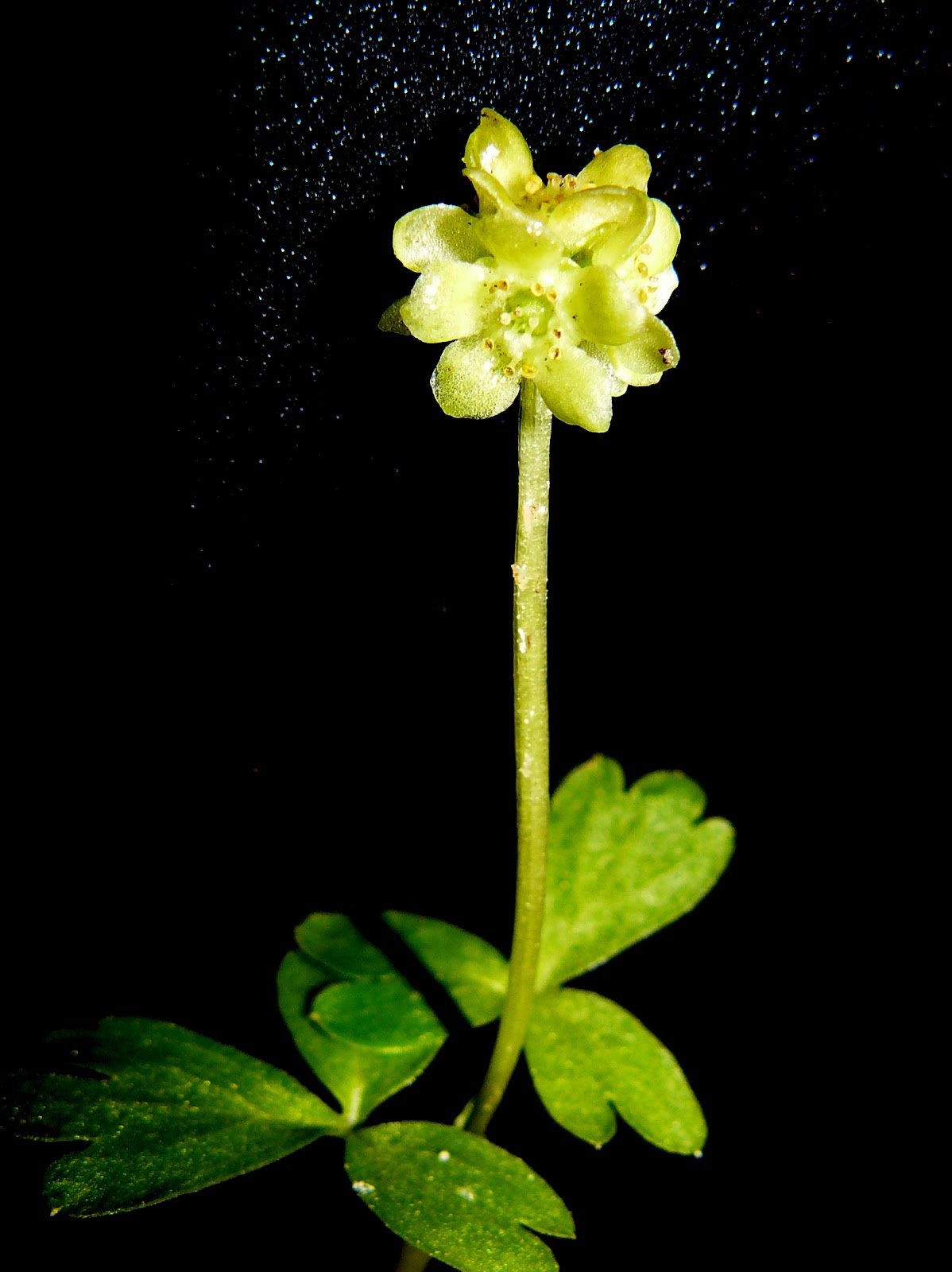 Peter Lovett's ramblings : Town-hall clock flower
