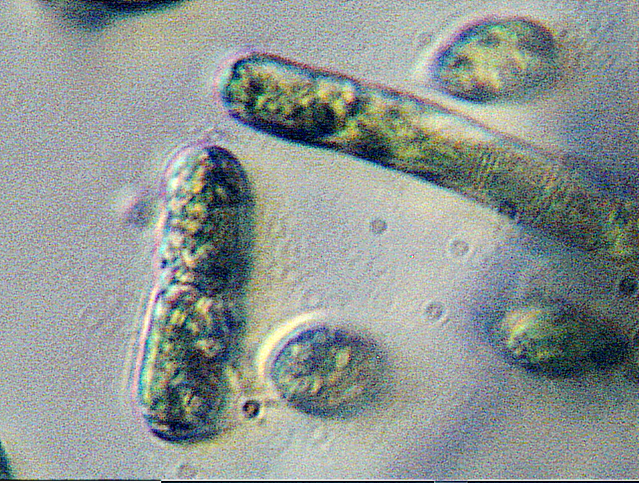 Don Schaeffer's Photos and Art: Green Algae from Tyler's Vase (length ...