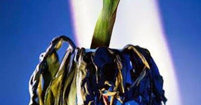 Lumen: A flor murcha como presente