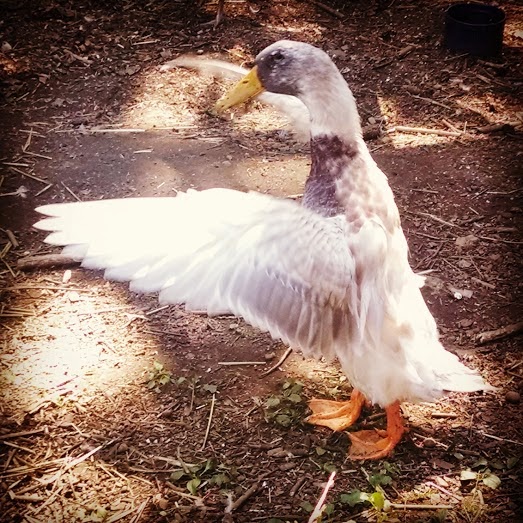 Your Daily Dose of Duck: Duck Wings