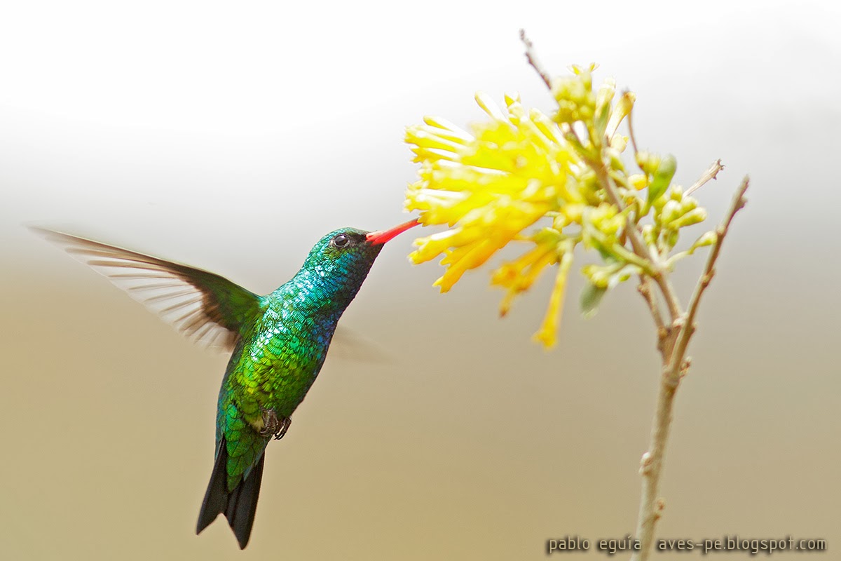 Chlorostilbon lucidus Picaflor Común Glittering-bellied Emerald | mis ...