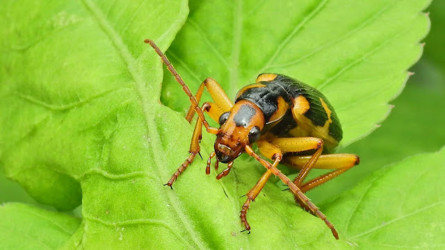 台灣-鳥類與昆蟲-自然觀察記錄: 黃尾放屁蟲 Pheropsophus occipitalis/爪哇屁步甲 Pheropsophus ...