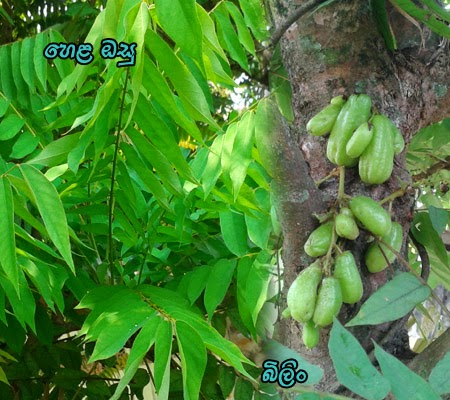 Hela osu: බිලිං (bilin)