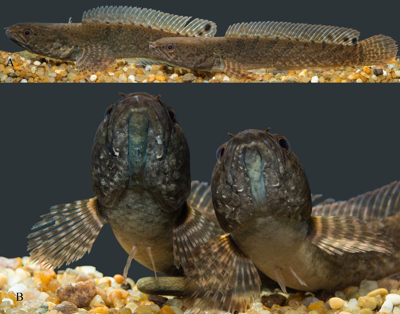 Species New to Science: [Ichthyology • 2019] Channa rara • A New ...