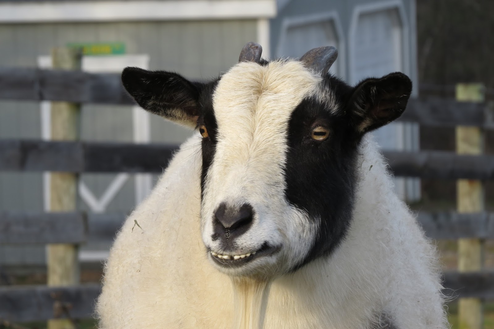 Why Is This Goat Smiling?