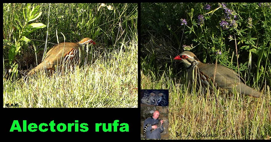 FOTO NATURA HUESCA 2: PERDICES ROJAS Alectoris rufa Carl von Linné ...
