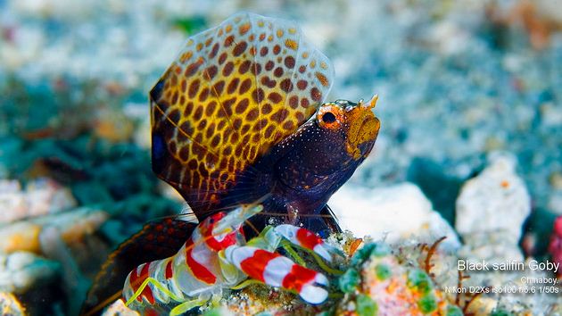 BFFL Goby and Shrimp Are Kind of Really Adorable | Featured Creature