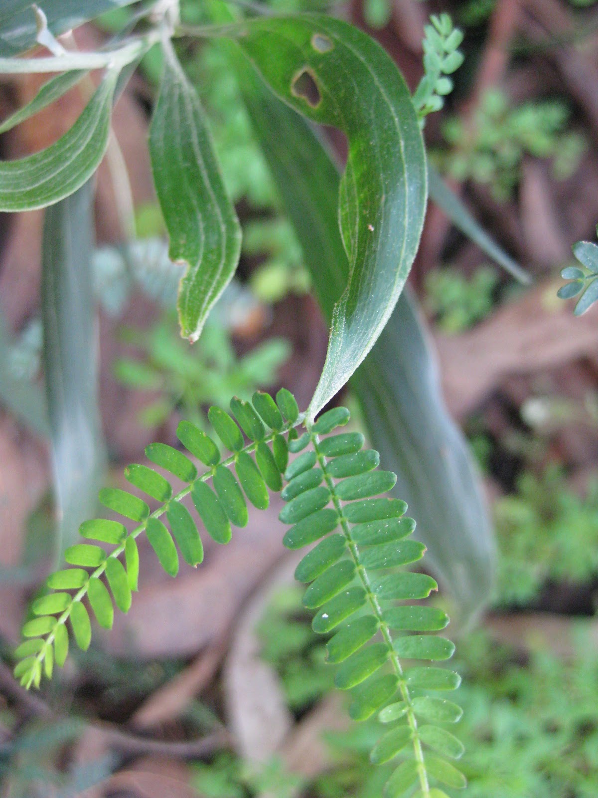 Trees of Santa Cruz County: Acacia melanoxylon - Black Acacia