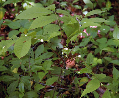Field Biology in Southeastern Ohio: That took a lot of GALL