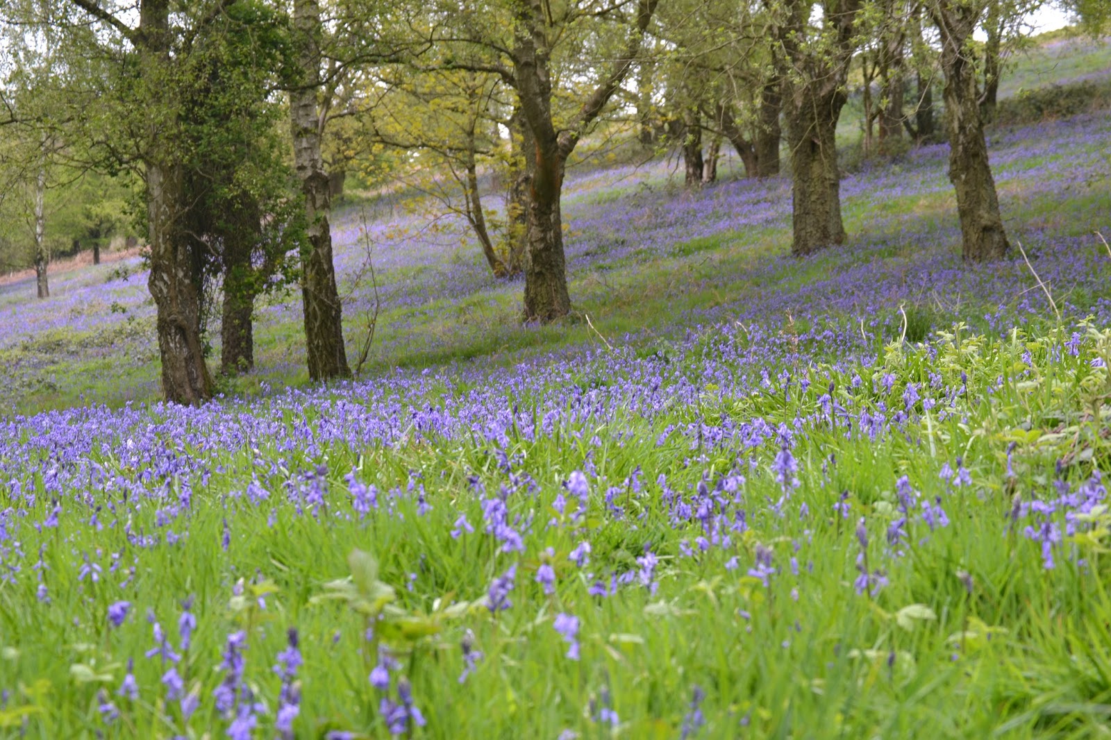 Life with Chickenruby: Spring in the UK - Bluebells, views, woodland ...
