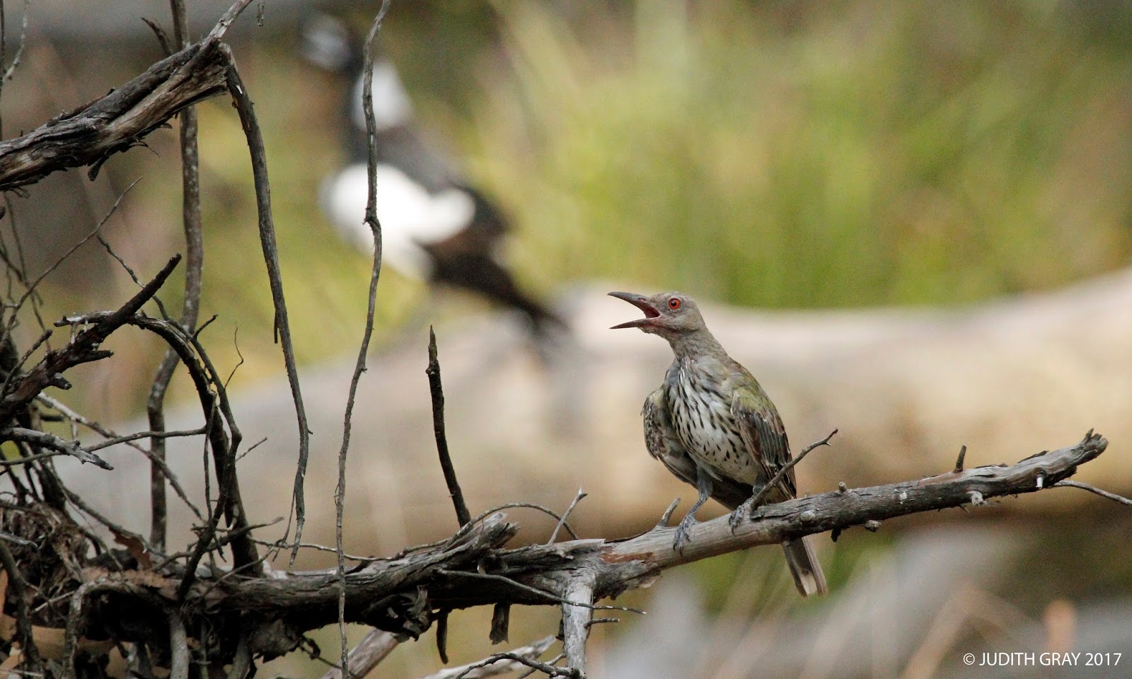 Wildlife in the Queensland Heat Wave Feb 2017