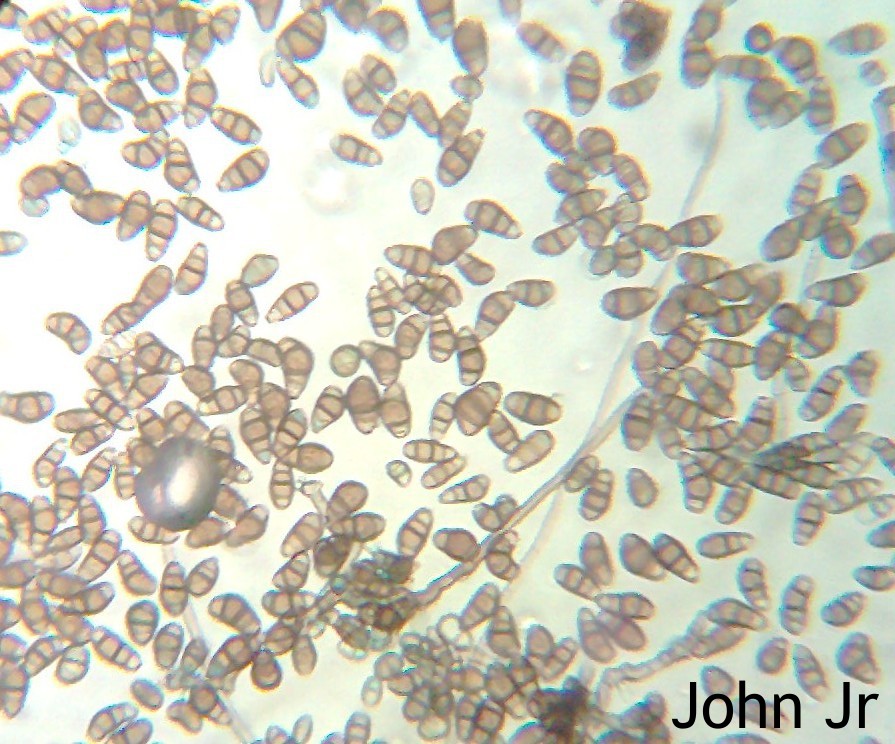 Um Convite à Biomedicina: Curvularia e sua relação com a agricultura