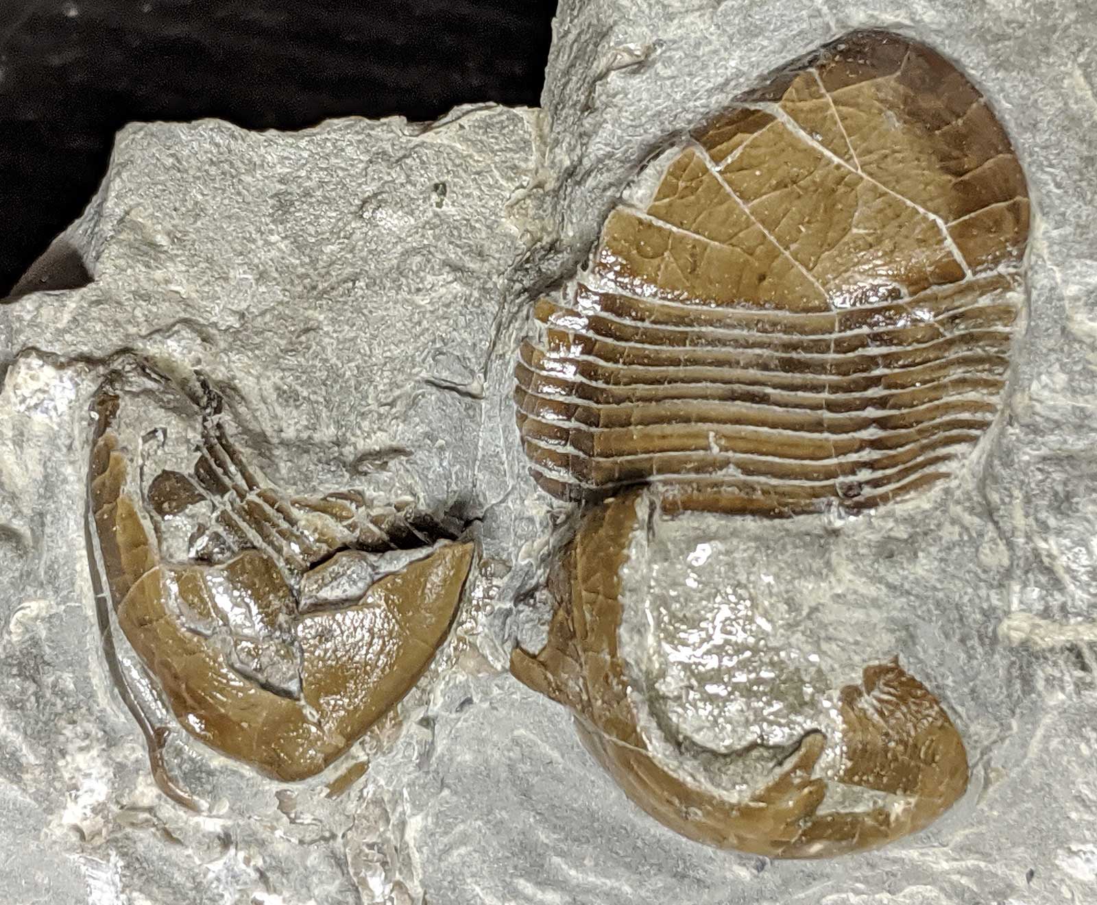 Louisville Fossils and Beyond: Almost Intact Bumastus niagarensis ...
