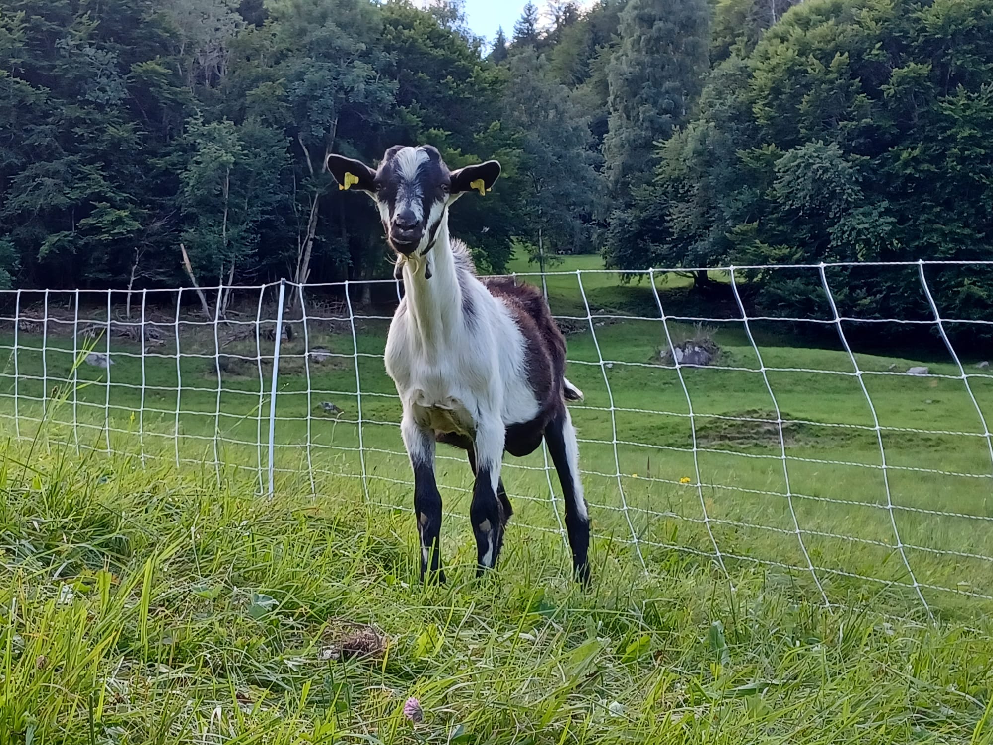 Pfauenziege GR: Kauf /Verkauf