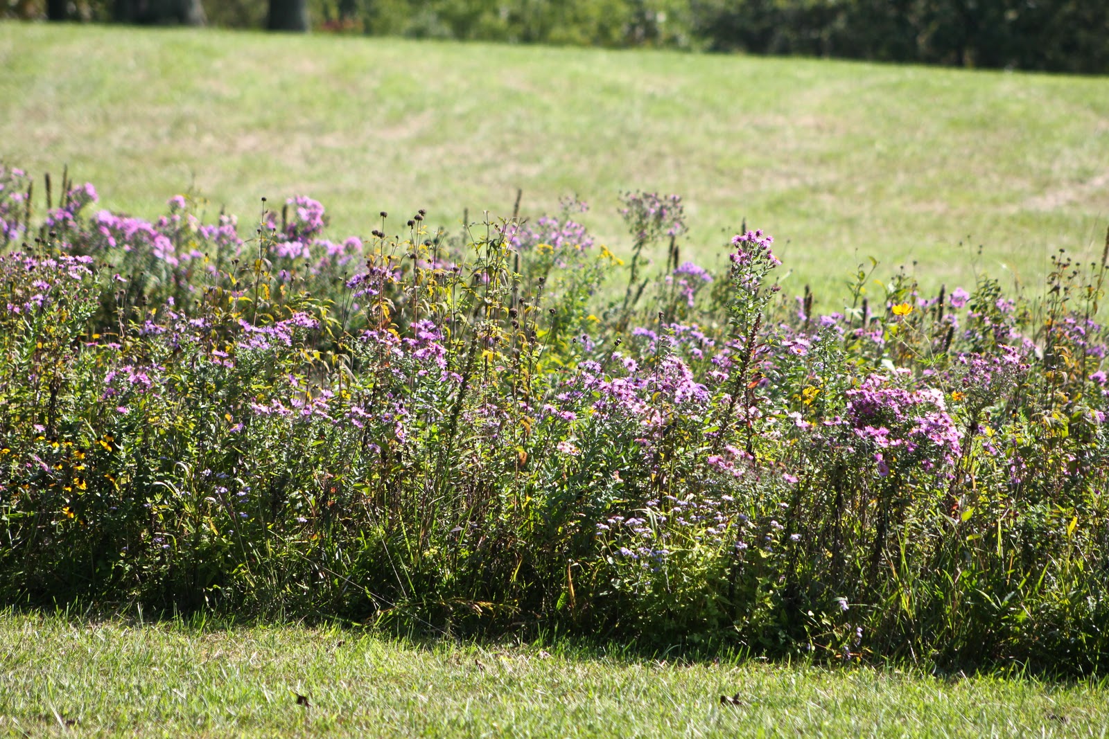 Beyond My Garden: Late Summer in the Wildflower Patch