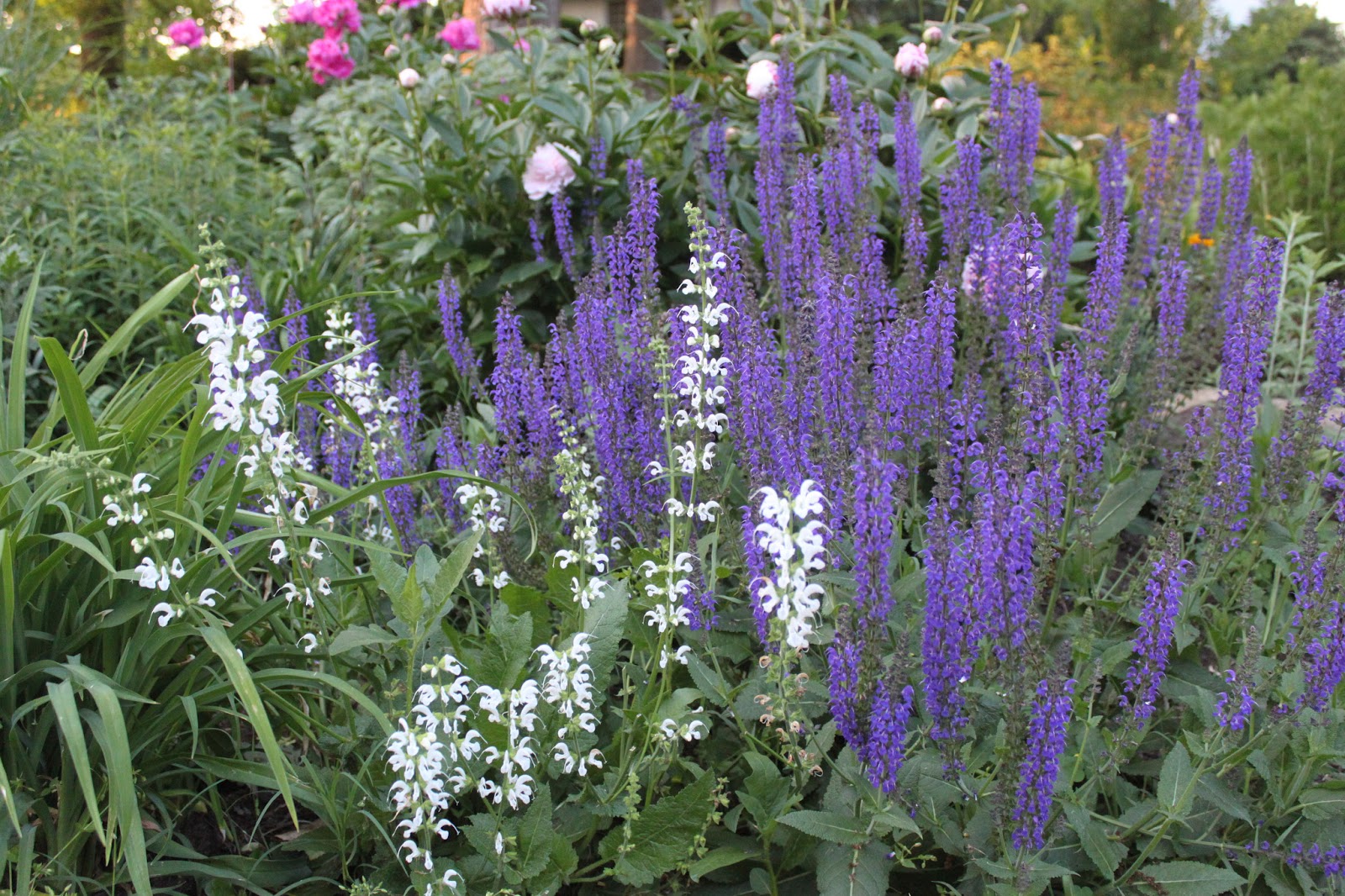 Pat's Addition: Peony Patch Glory