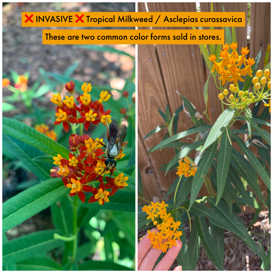 Tropical Milkweed is Harmful to Monarchs & Florida Ecosystems