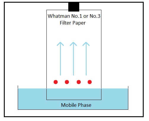 Laboratory Student Paper Chromatography laboratory-student-paper-chromatography