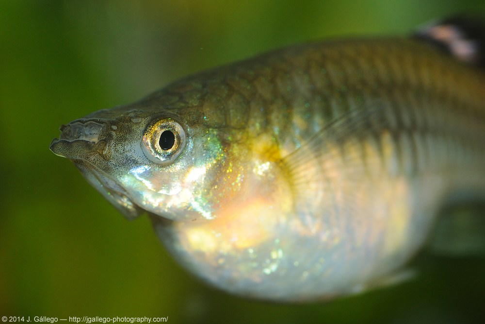 macroinstantes: Guppy (Poecilia reticulata)
