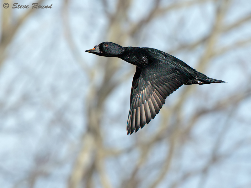 Steve Round Wildlife Photography: Common Scoter