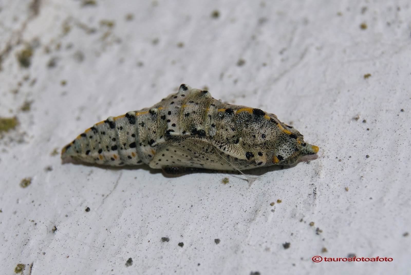 TAUROS FOTO A FOTO: CRISALIDA