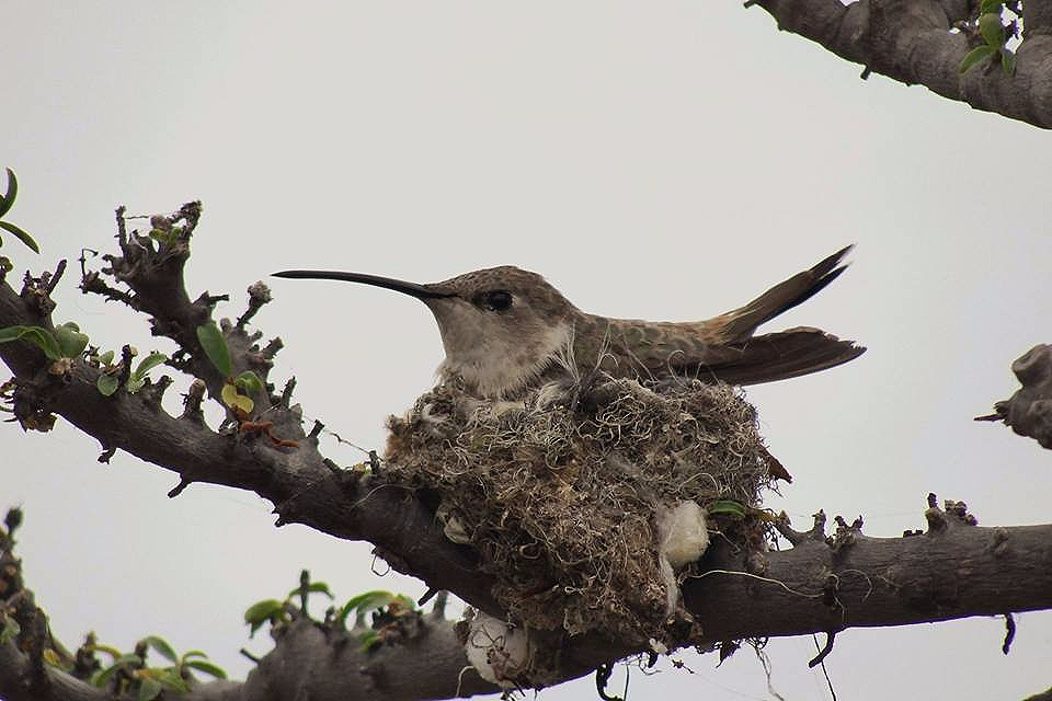 Caminantes del Desierto: EL PICAFLOR DEL NORTE