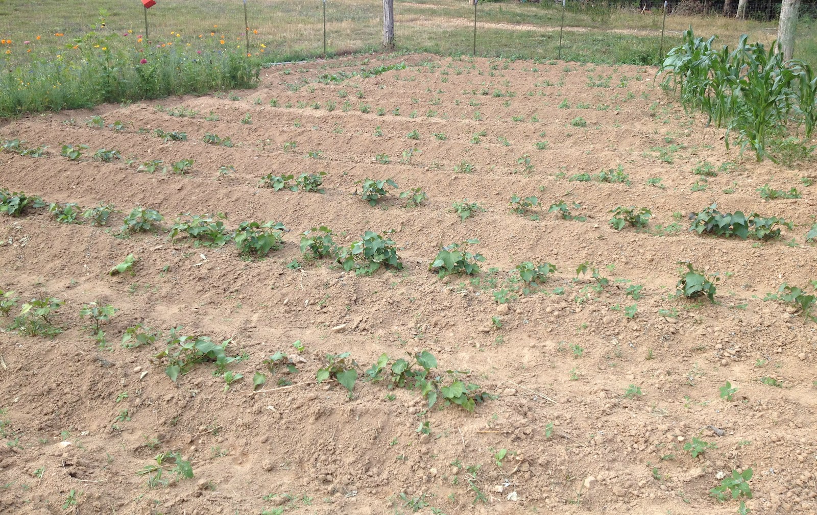 Growing Peanuts At Home – Carolina Food Storage