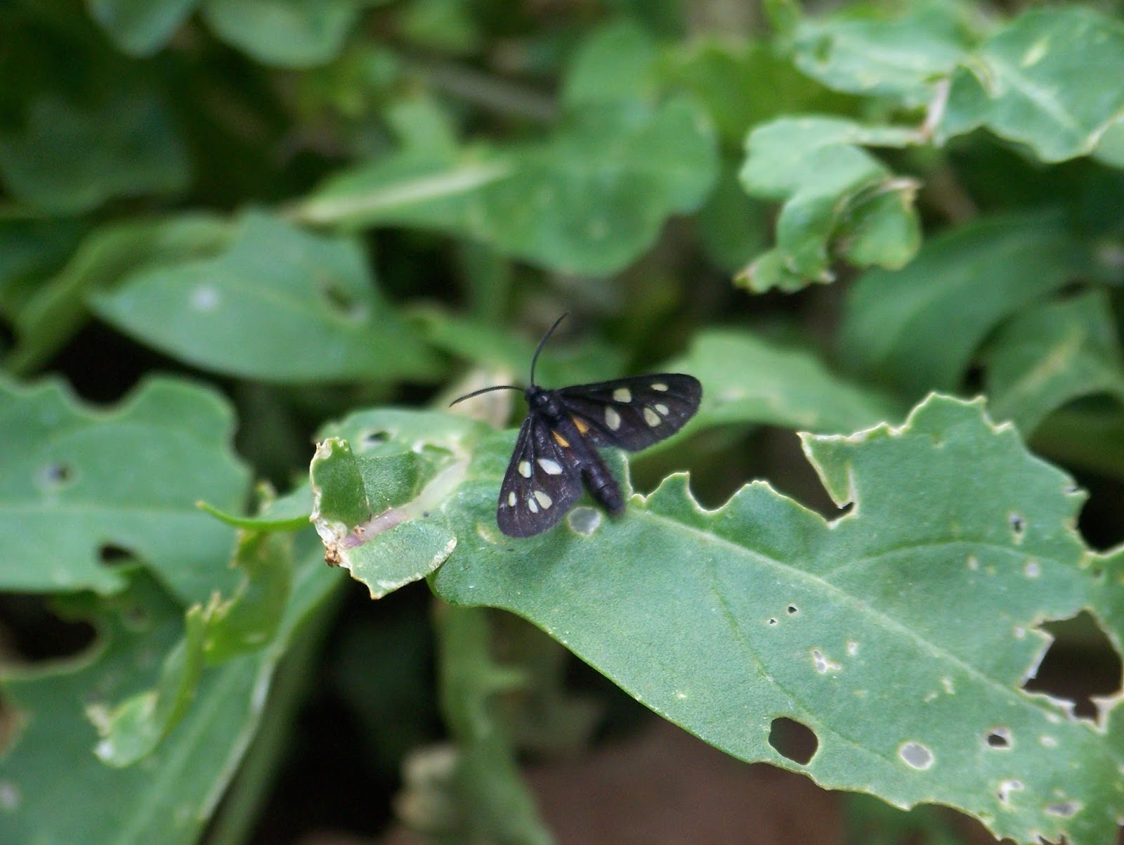 A Pretty Tourist: It's a bug's life! - the Botswana underbelly