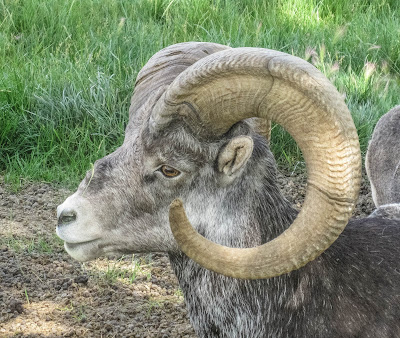 Cannundrums: Stone Sheep