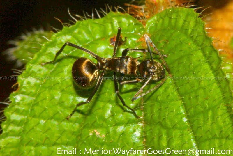 The Hill Of The Golden Ants ~ Merlion Wayfarer Goes Green