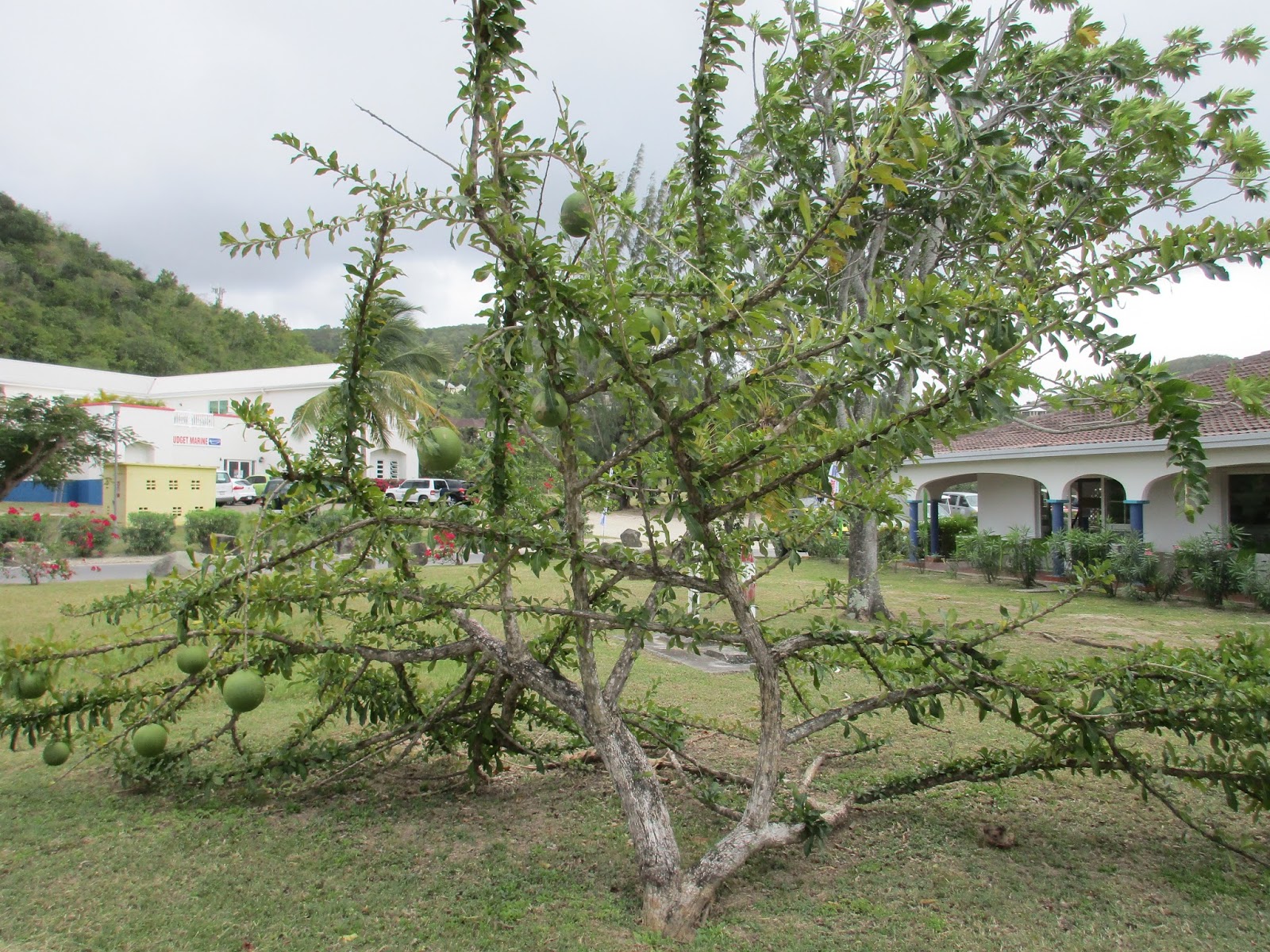 P i n n a c l e: La calebasse