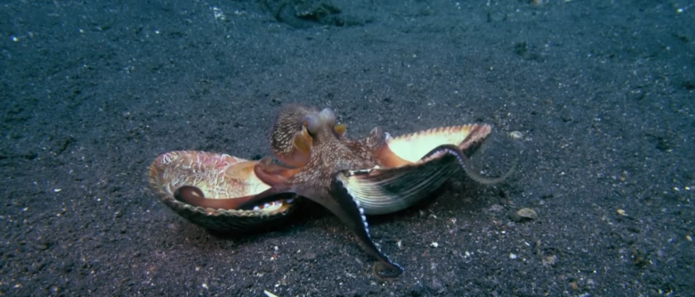 How smart Octopus is?