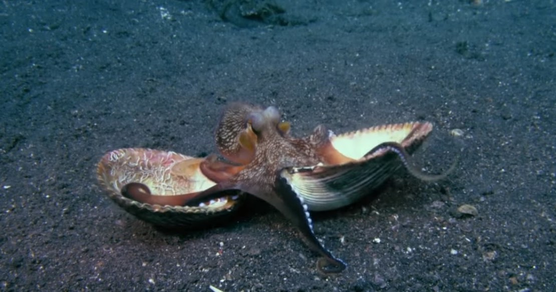 How smart Octopus is?