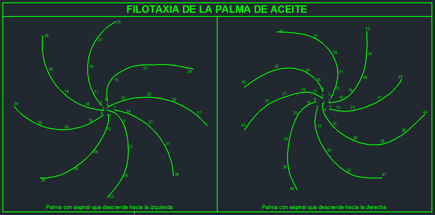 Palmicultura orgánica: CULTIVO DE PALMA DE ACEITE