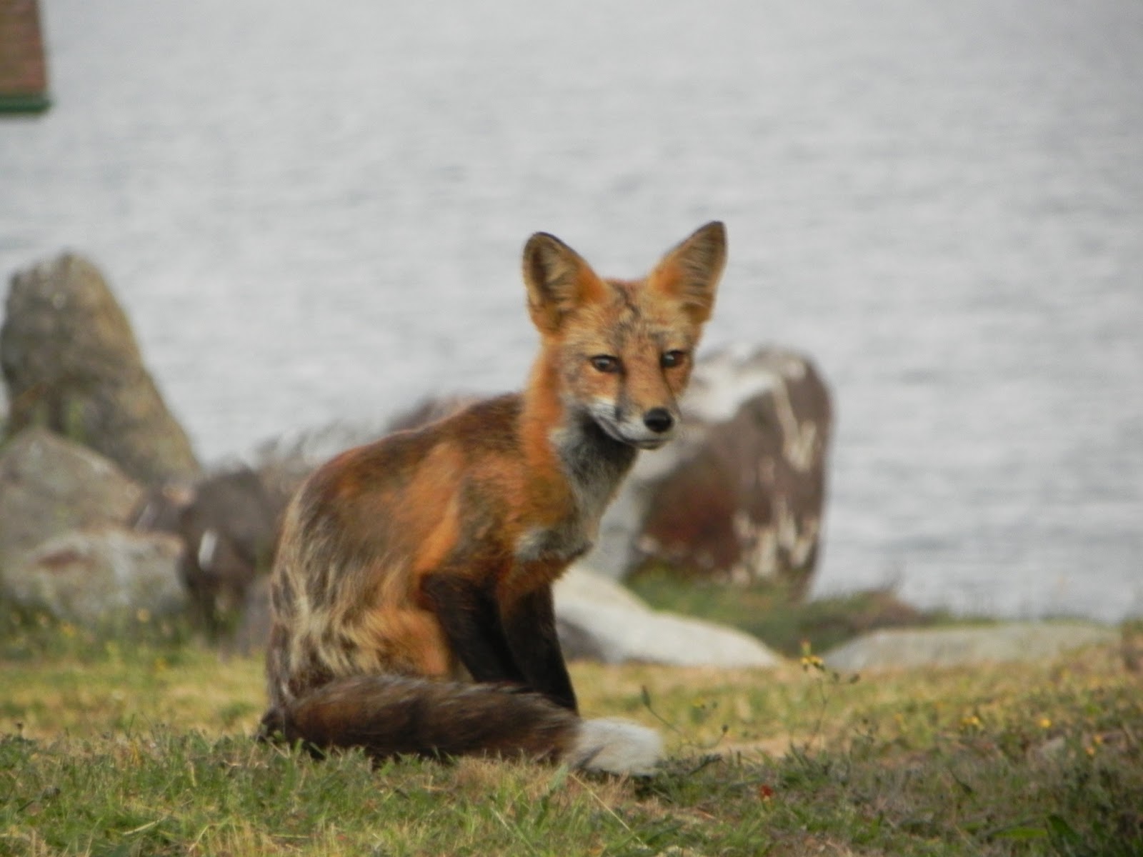 Photography: San Juan Islands - Washington State - Animal Life