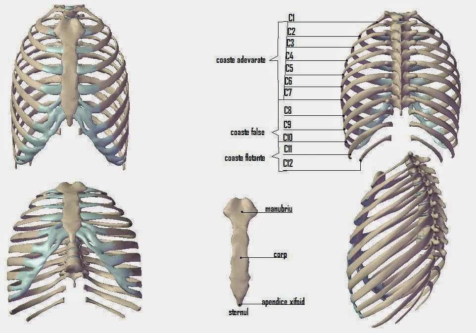 BIOLOGIE CUZA BRAILA: Sistemul osos