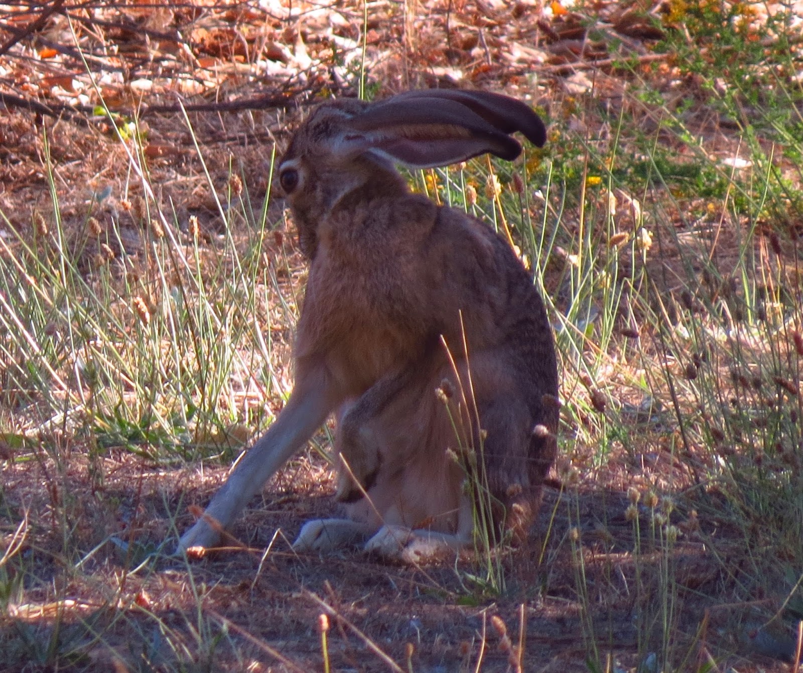 Exploring Wild California: Jackrabbit grooming near Lake Mendocino