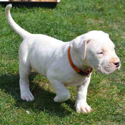 criadero de dogo argentino: julio 2016