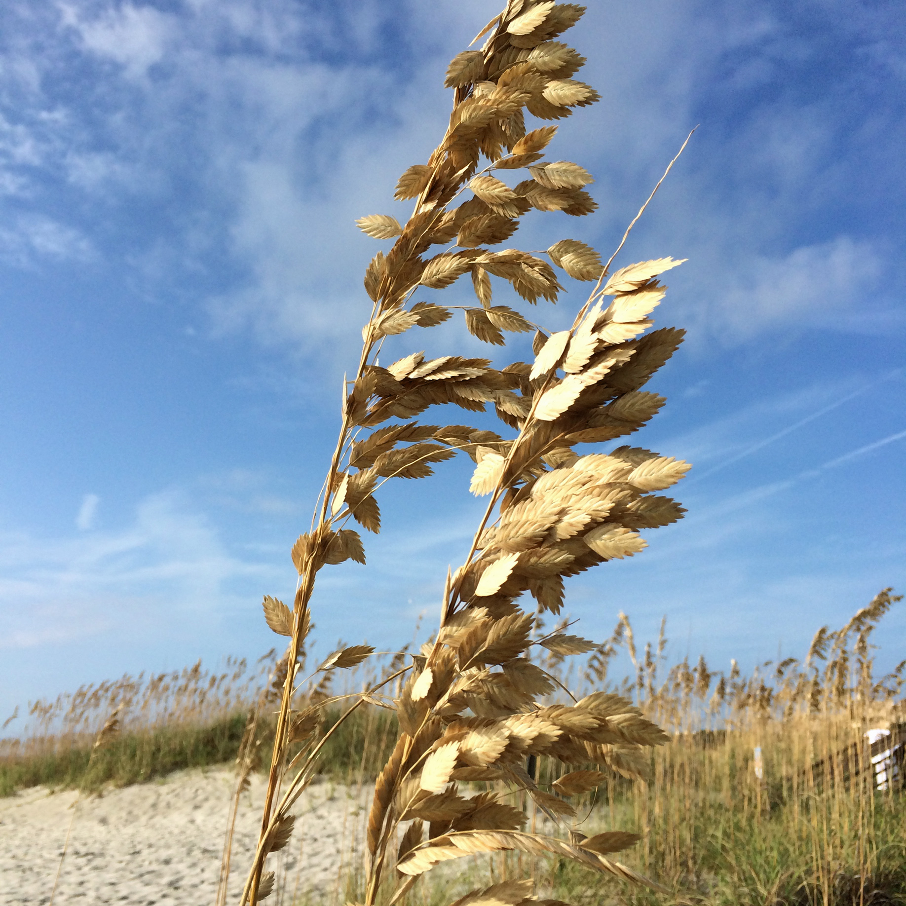 Quilted Blooms: In Bloom #32 + Sea Oats
