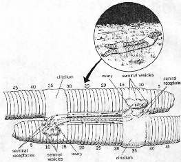 Reproductive System of Earthworm | Zoology : Biology