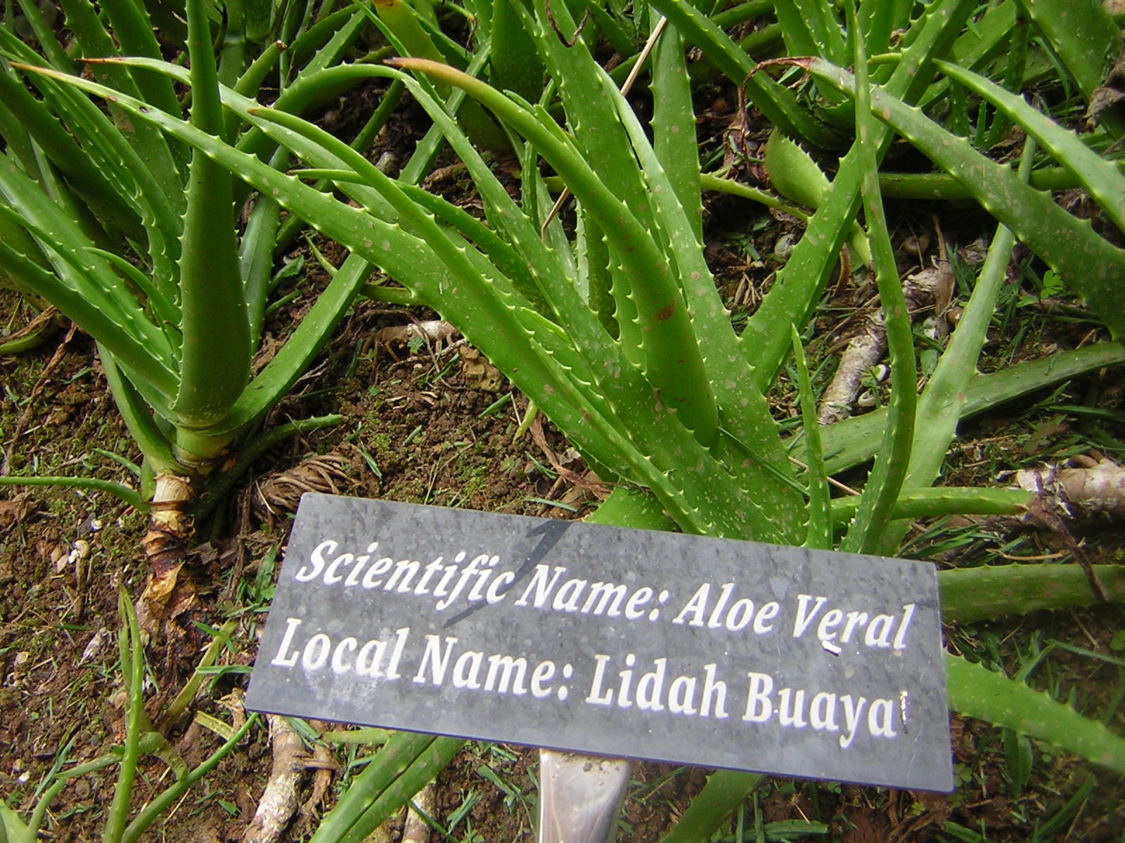 Jabatan Sains IPG Kampus Tawau: Taman Herba