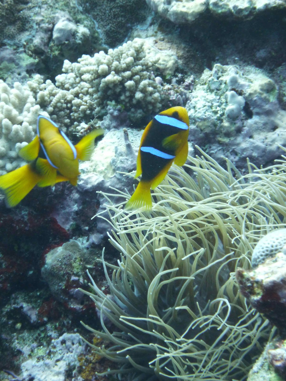 VEPA News: Vava'u Coral Reefs