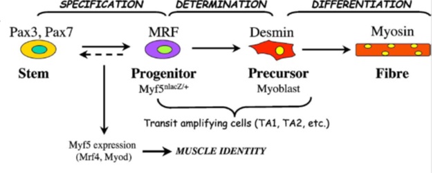 The Muscle Biology Blog: Muscle Biology: Muscle Cell Line