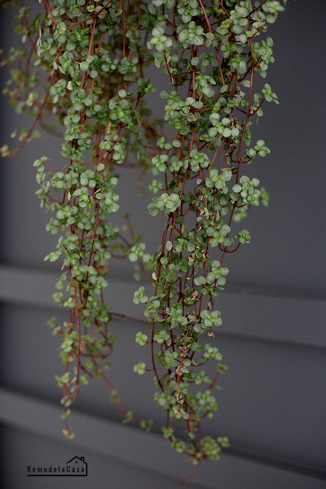 A Hanging Planter - A Repurposed Project - Remodelando la Casa
