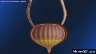 El Rincón del Pequeprofe: The excretory system